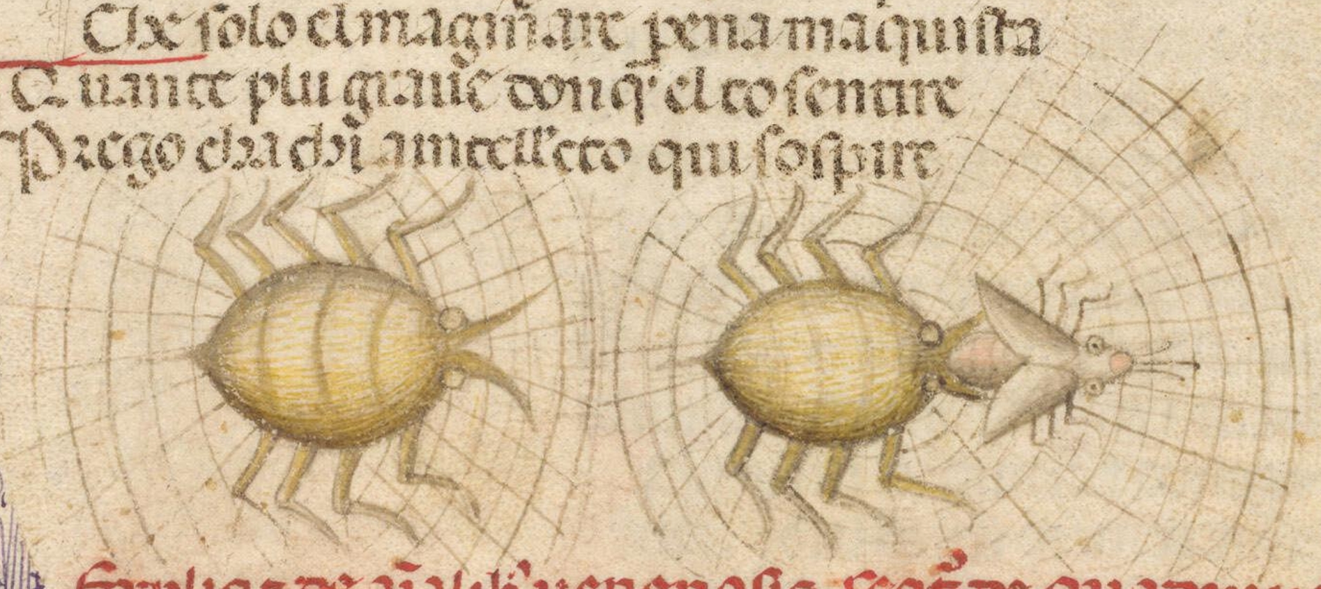 Medieval Bestiary : Beasts : Spider
