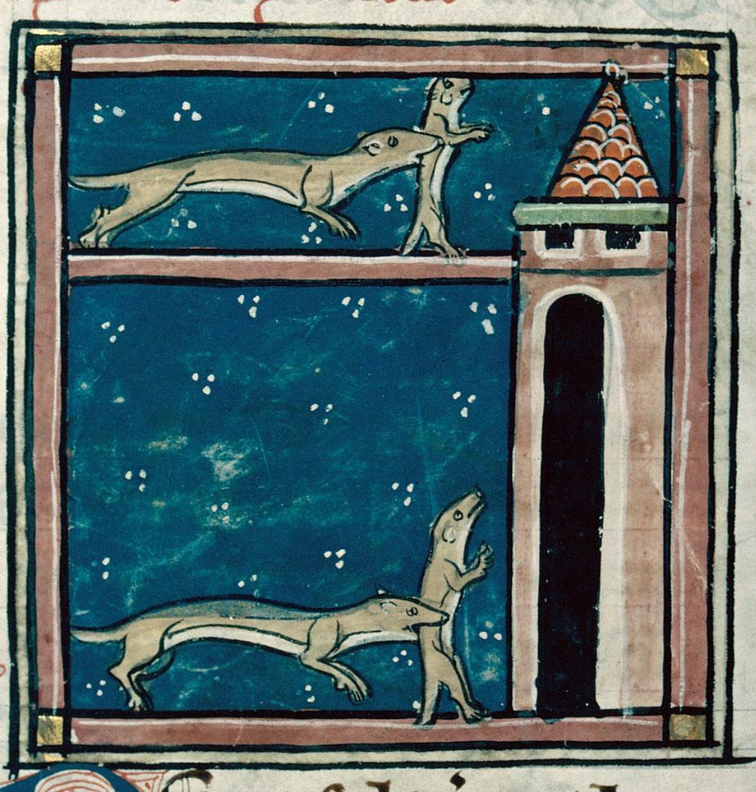 Medieval Bestiary : Beasts : Weasel