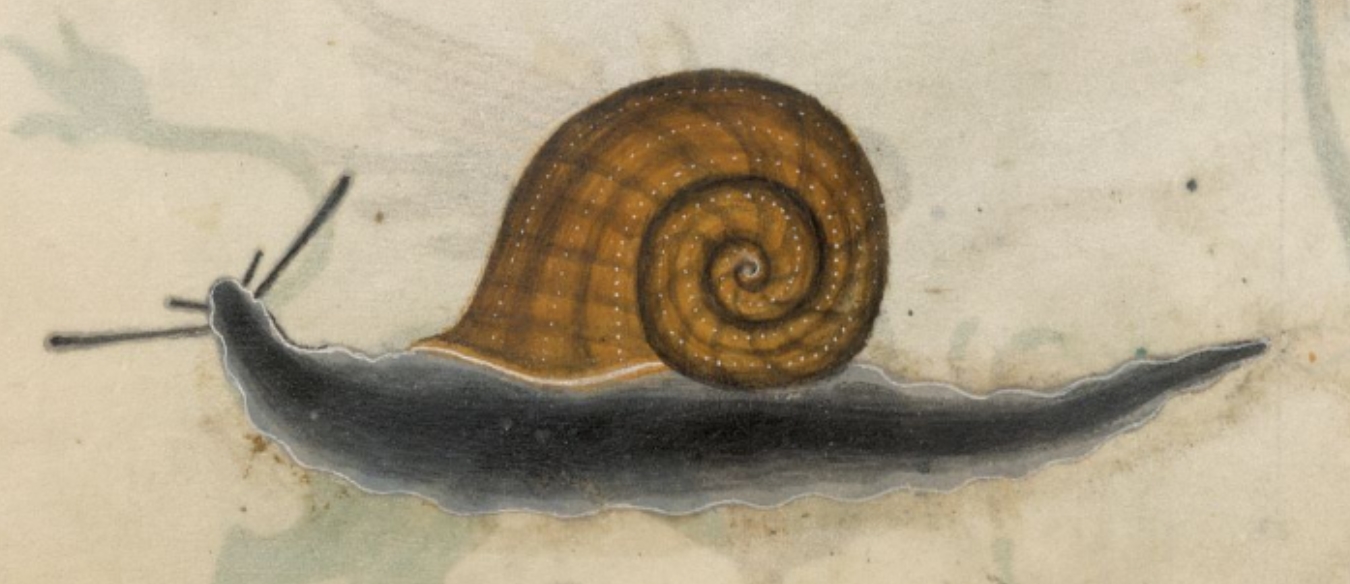 Medieval Bestiary : Beasts : Snail