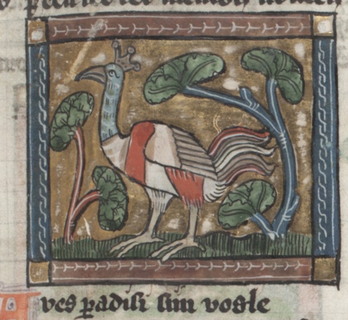 Medieval Bestiary : Beasts : Paradisi