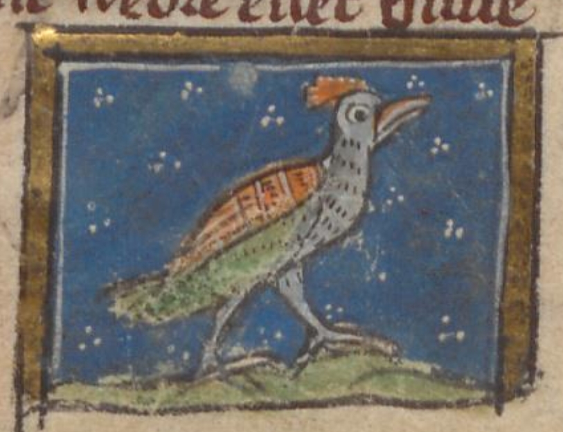Medieval Bestiary : Beasts : Pheasant
