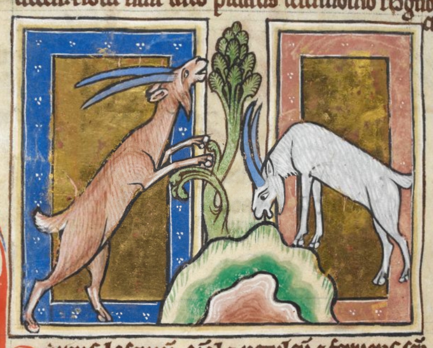 Medieval Bestiary : Beasts : Goat